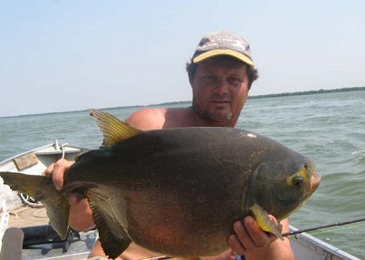 Tiempo de Pescar: Pacú: Una pesca que requiere paciencia y suerte