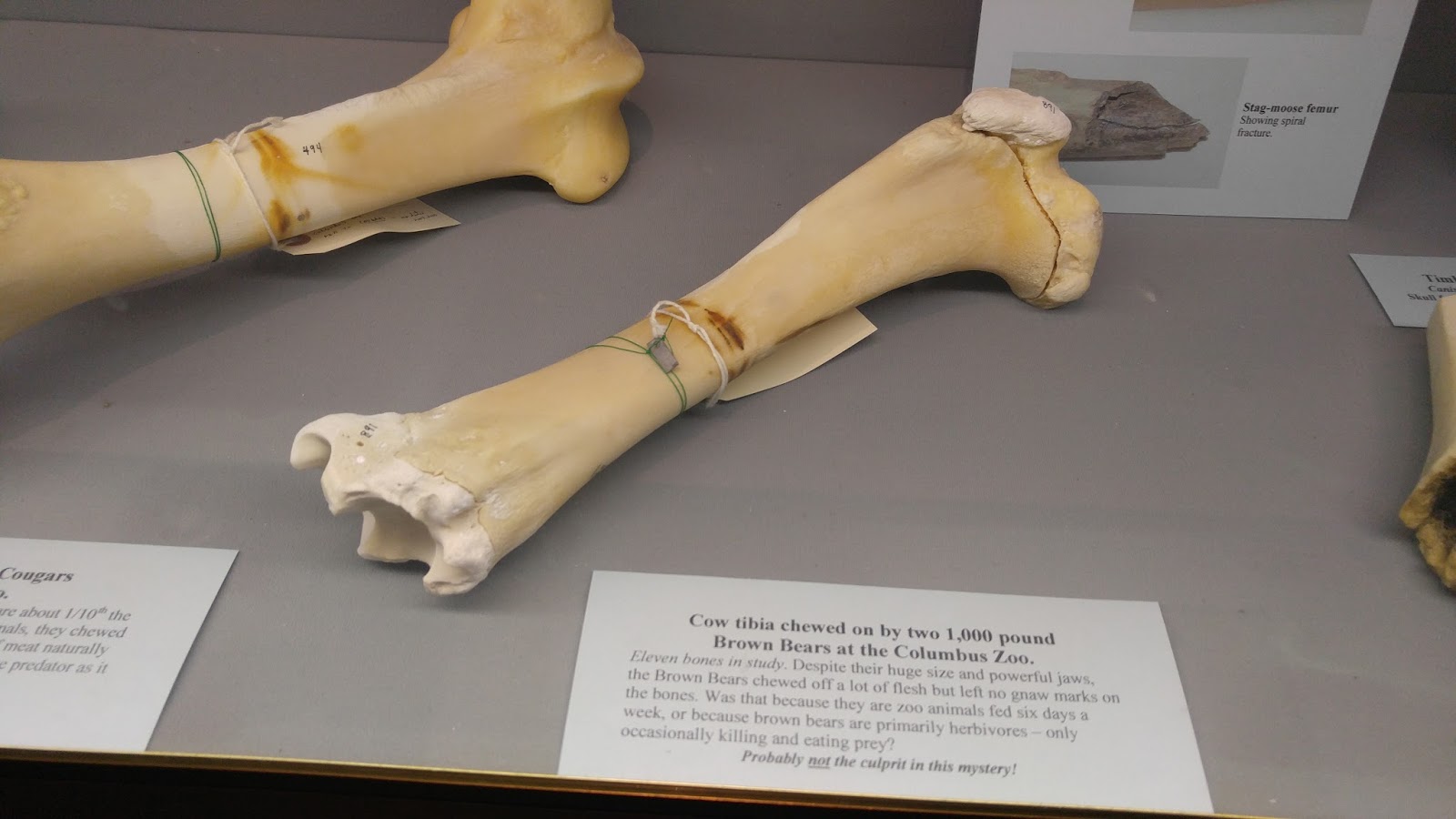 Travels of a Hobgoblin Taphophile: Fossil Stag Moose - Ohio History Center