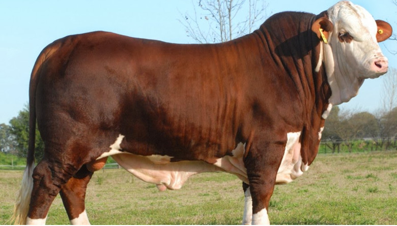 Pampas y gauchos. El vacuno en Argentina.