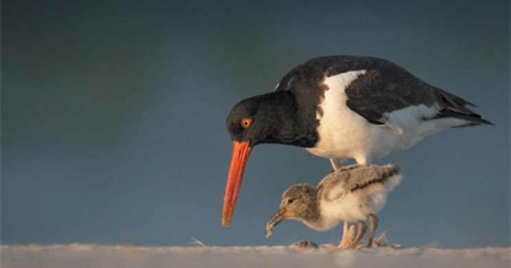 Jungle Red Writers: Susan Cerulean's Single Bird