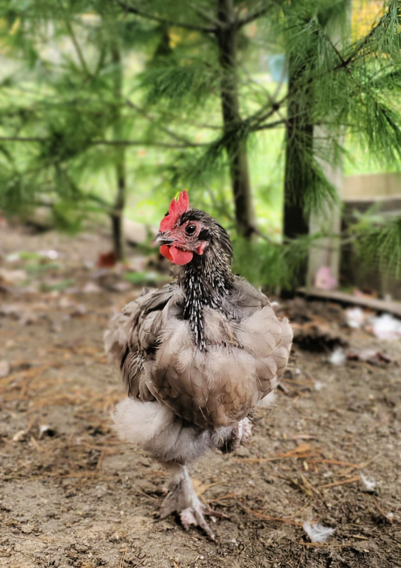 What Is Molting in Backyard Chickens? - Fresh Eggs Daily® with Lisa Steele