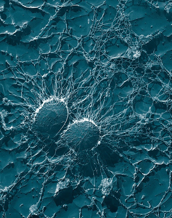What Are Bacteria SHAURYA007 what-are-bacteria-shaurya007