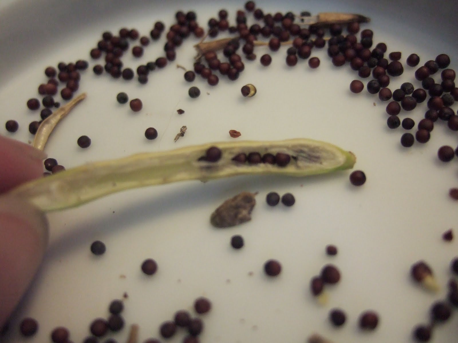 Going Green in Indy: Saving bok choy seeds