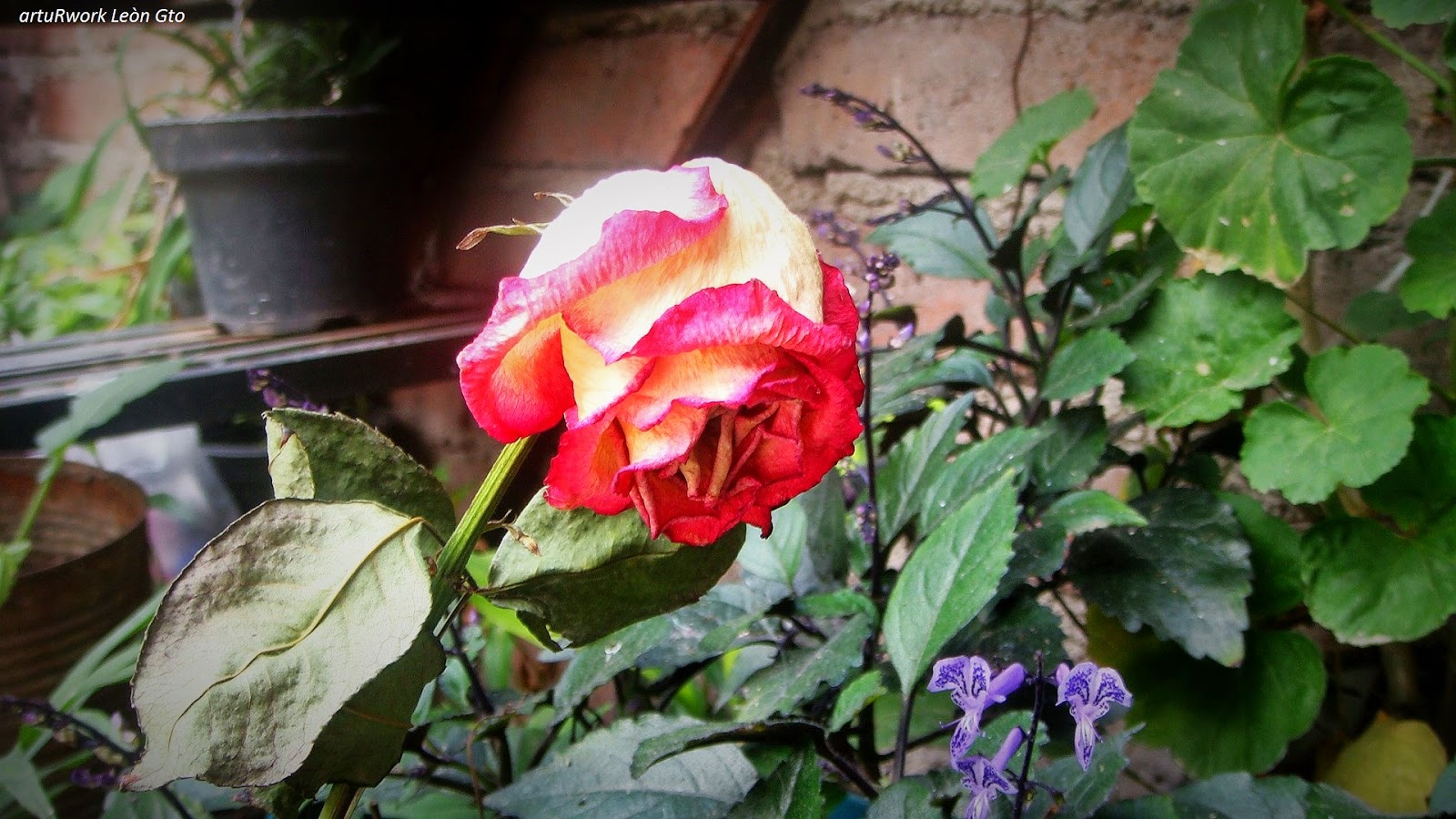 Jardin mexicano: Rosa marchita en primevar del 2015