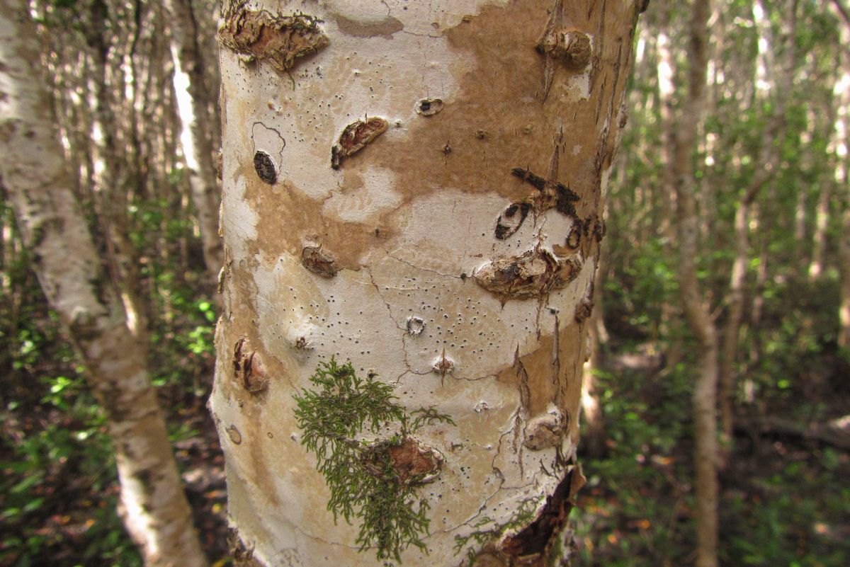 Queensland Coast: Australia's Spurred Mangroves (Ceriops sp.)