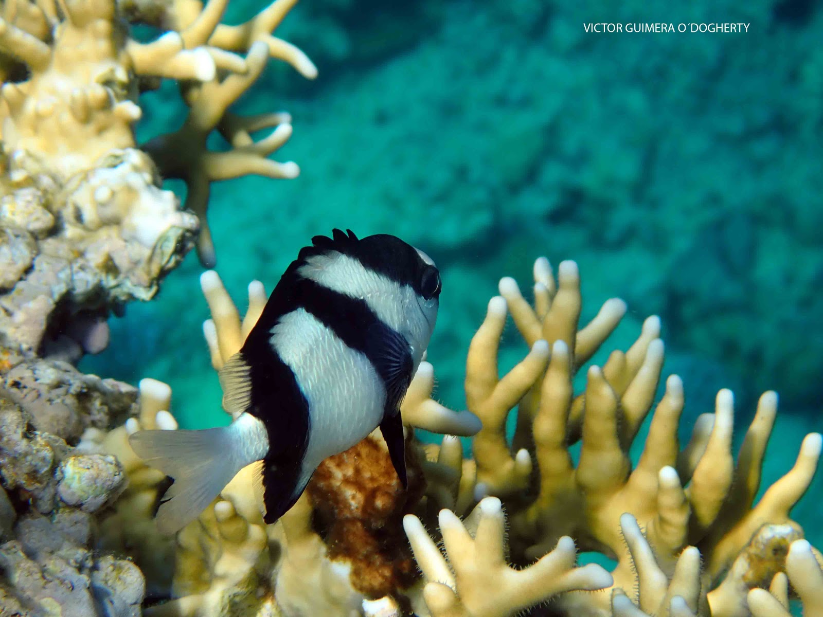 Mis imágenes de aves: DAMISELAS