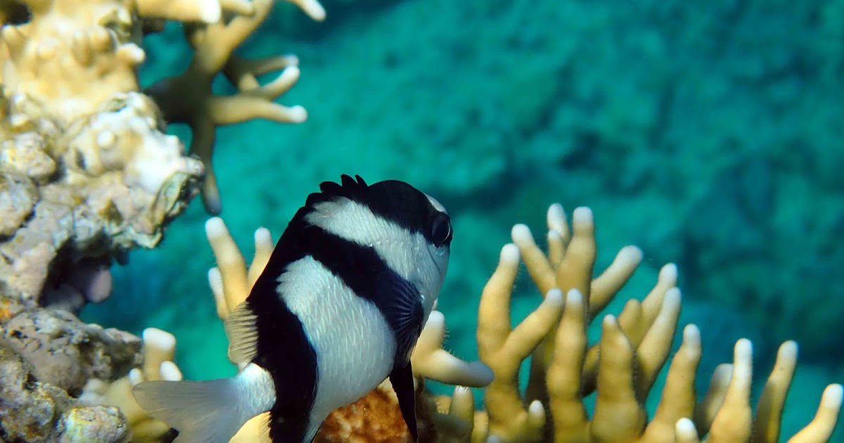 Mis imágenes de aves: DAMISELAS