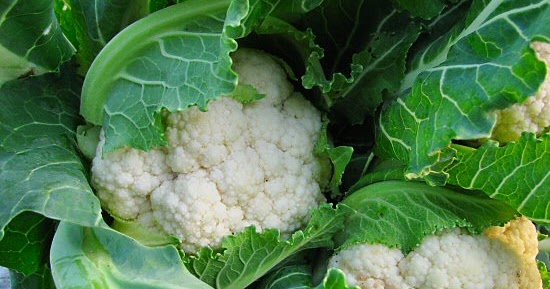 CHINAR SHADE : VEGETABLE PRODUCTION AND GREEN REVOLUTION