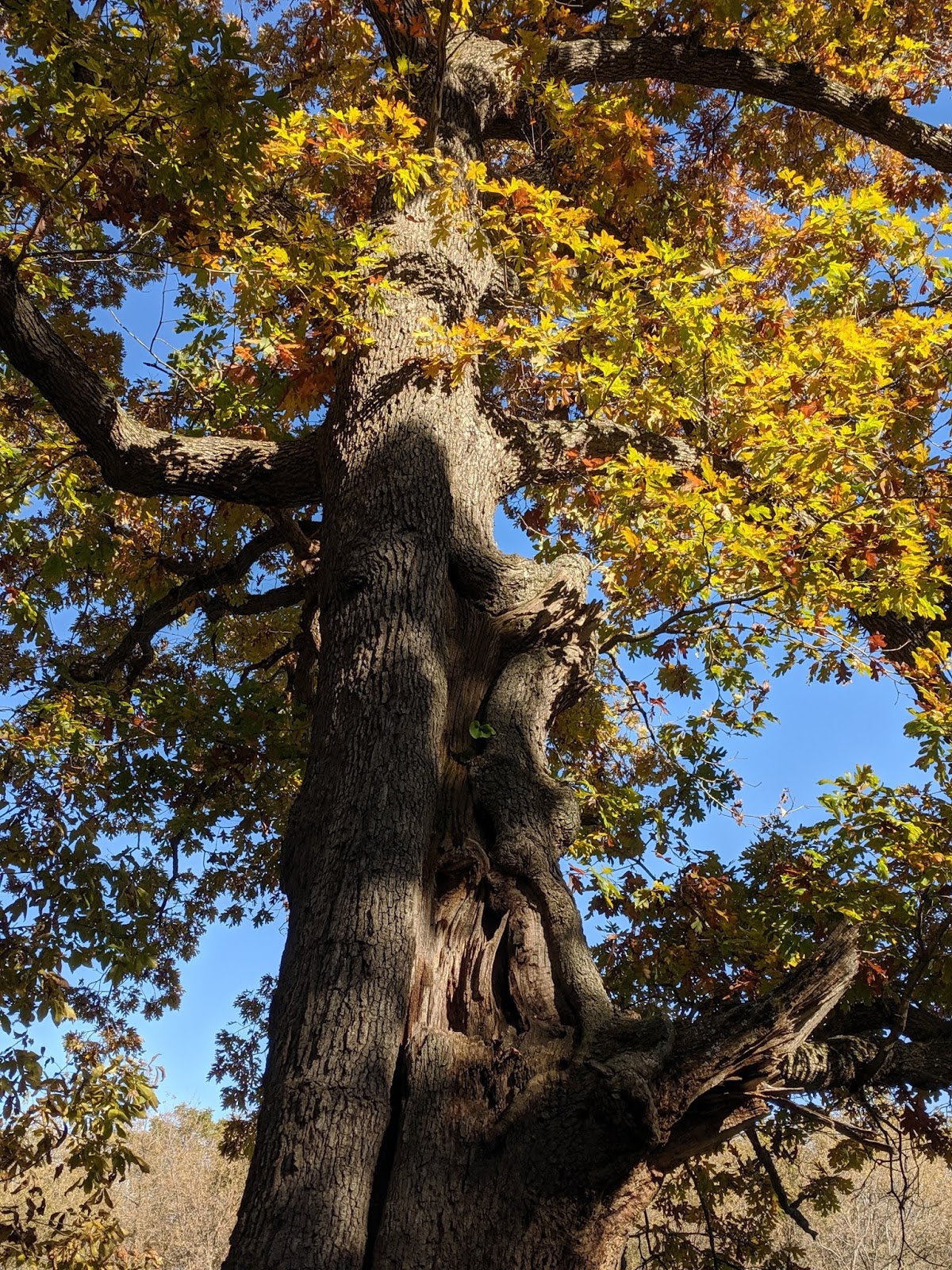 VerboStratis: Humility from Trees