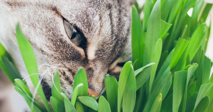 How to grow cat grass | Stripes Spots and Purrs