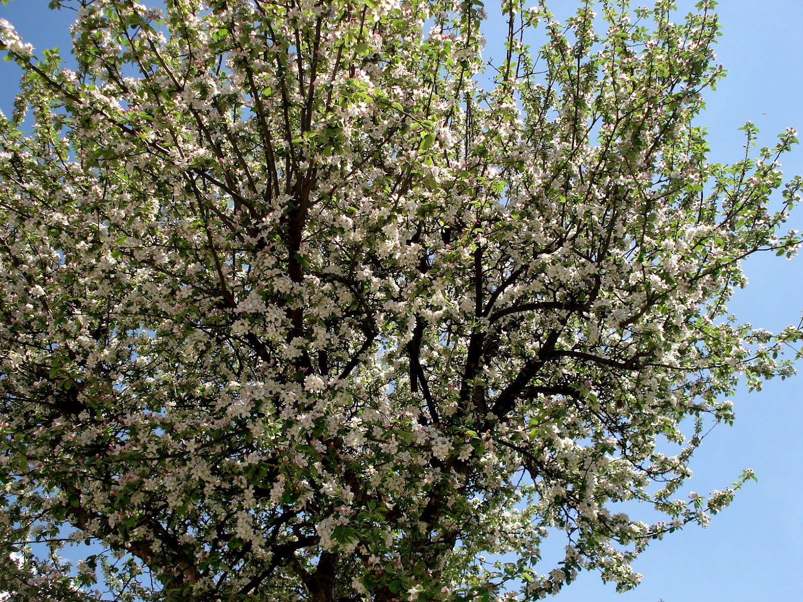 Arbuşti de primăvară, pomi fructiferi