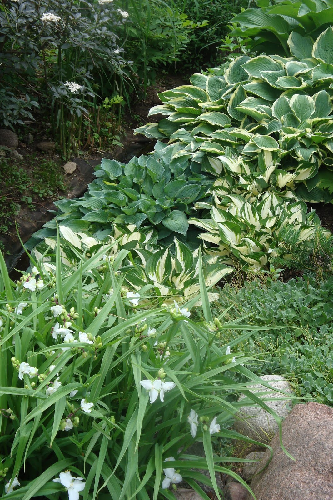 Ogród Tamaryszka: HOSTY - ROŚLINY DO CIENIA