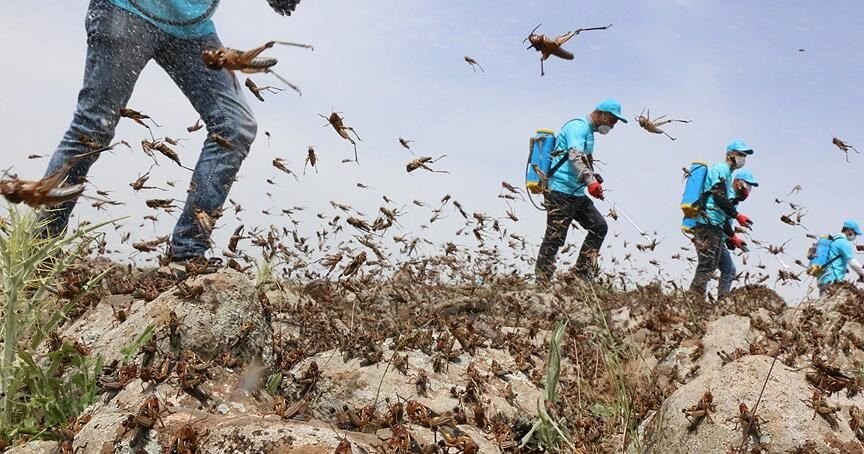War News Updates: Iran Deploys Military To Battle Locust Invasion