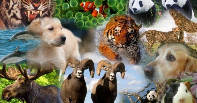 Los Animales y sus Humanos: Una relación positiva con los Animales ...