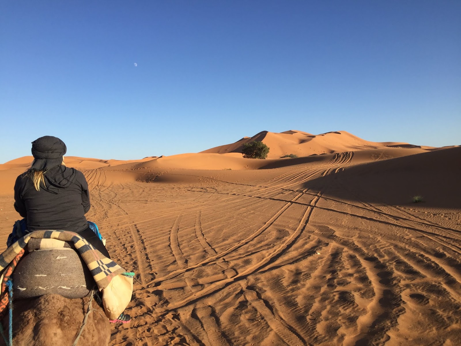 Earthwalker.Moondancer: 2019