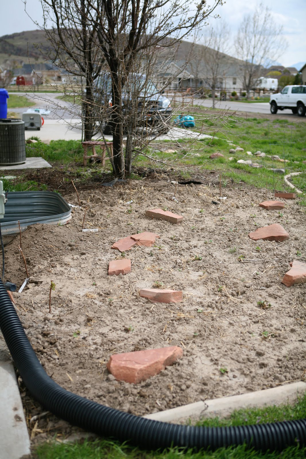 Backyard Farming: Berry Patch Creation