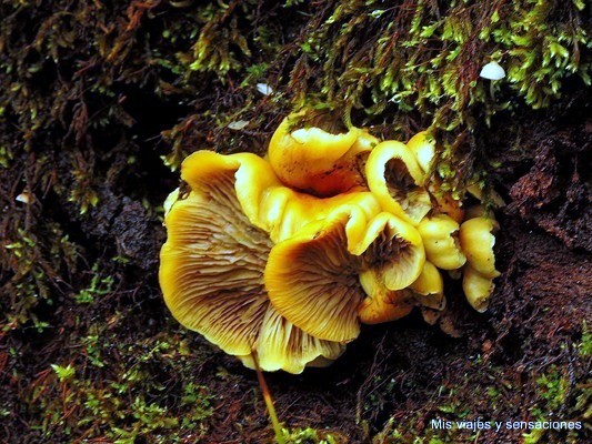 El Hayedo de Montejo, un bosque de cuento en la Sierra del Rincón - Mis ...