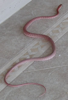 Red Racer Snakes Spectacular Animal ~ planetanimalzone