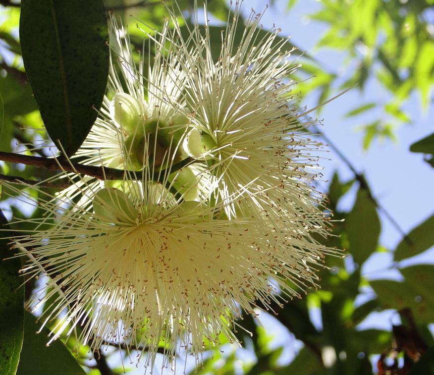 Sarzedo Ecologia: Jambeiros em flor