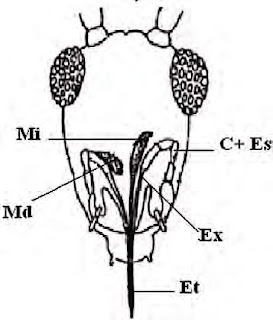 Entomología: Tipos Principales de aparatos bucales .- Descargar en PDF