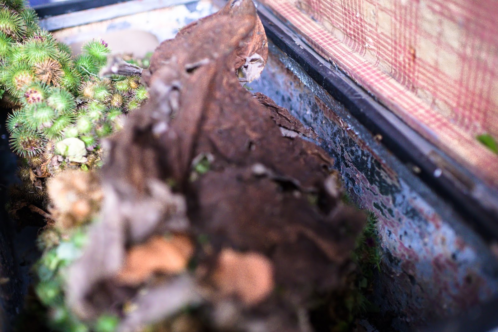 20th OPEN Festival - Carlotta Oppermann