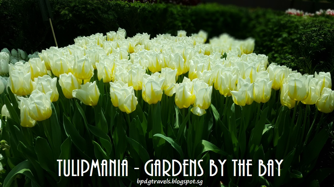 Tulipmania Rediscovered : Ottoman Empire (The Origin of Tulips ...