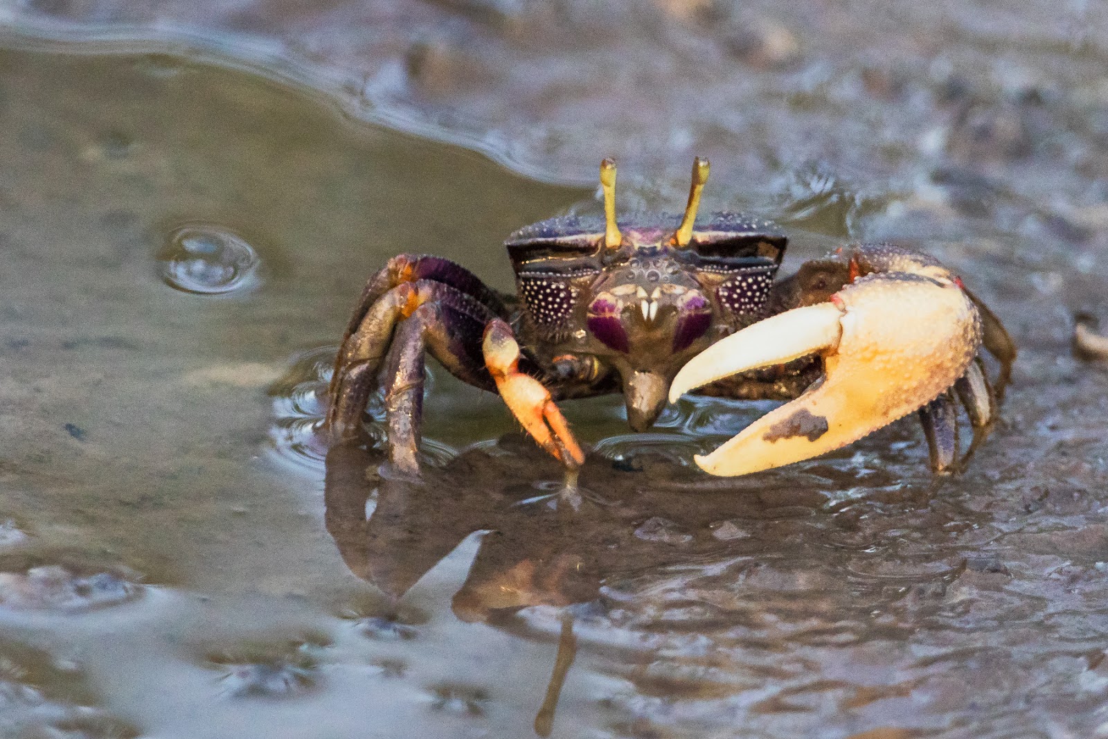 THE GAMBIA November 2017: Fiddler Crab