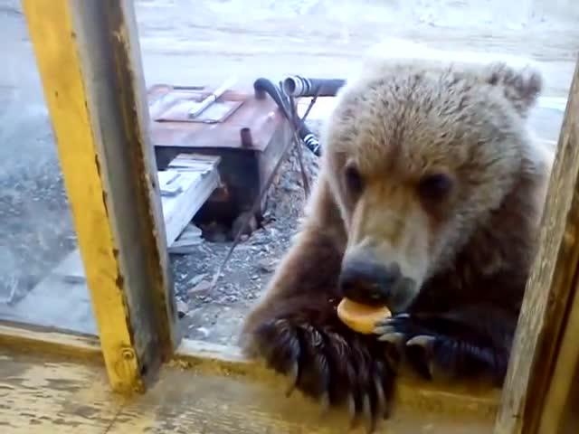 HAMBRE: Oso se acerca a una casa pidiendo comida (video) - Seamos Mas ...