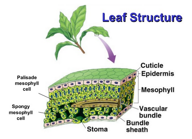  100 Chloroplasts Biology Notes For A Level
