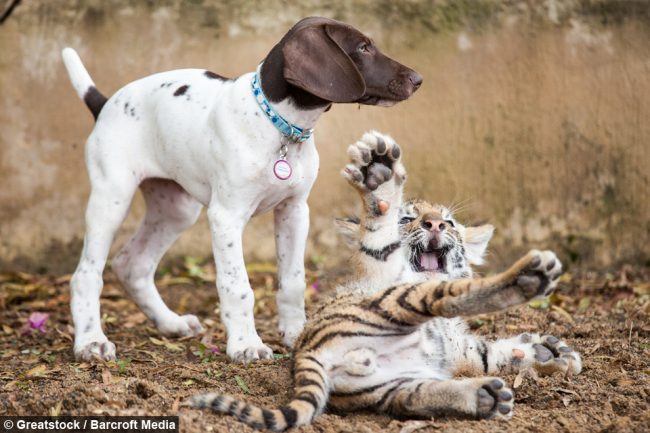 Rejected By His Mother Tiger Cub Becomes Best Friends With A Puppy
