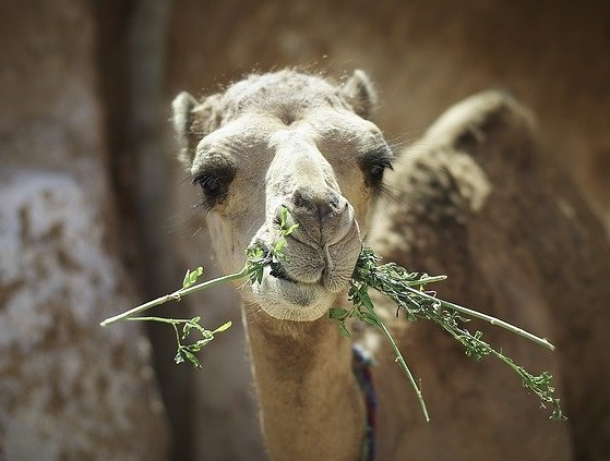 Kelly's Classroom Online: Fun Facts About Camels