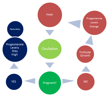 The Oestrus/Estrus Cycle - Vet in Training