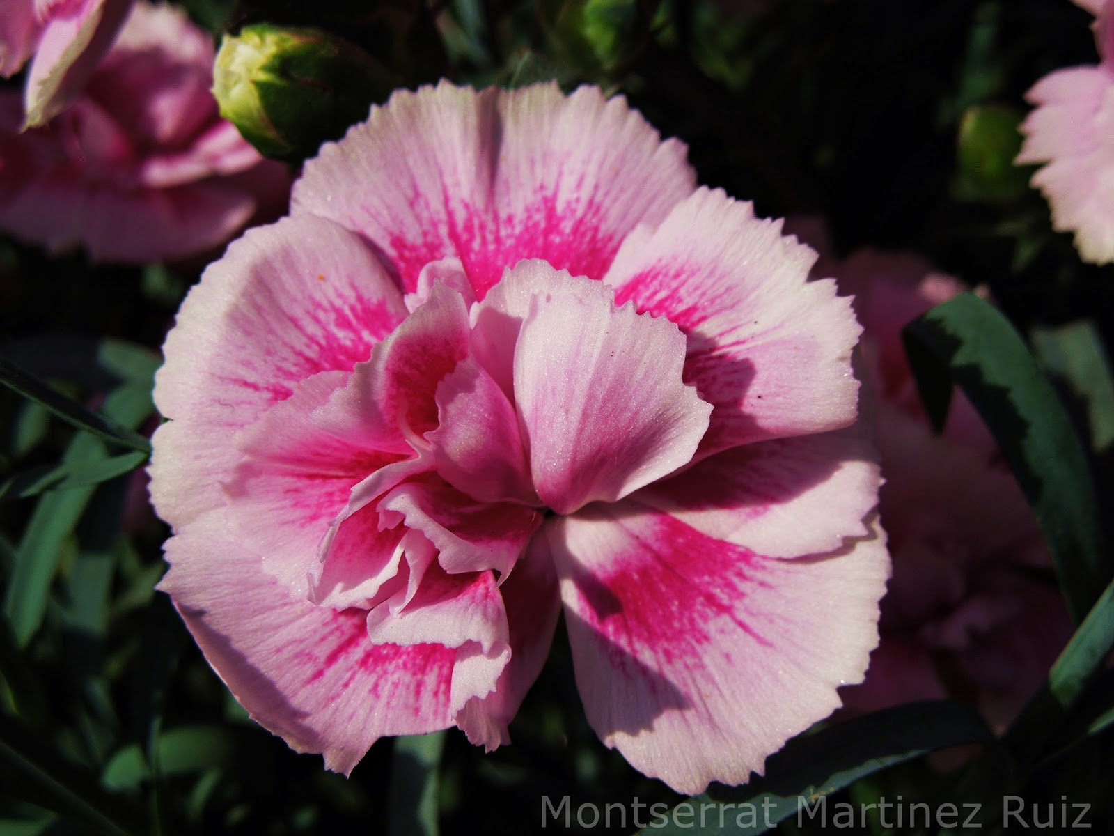Leyendas y cuento del CLAVEL - BOTÀNIC SERRAT