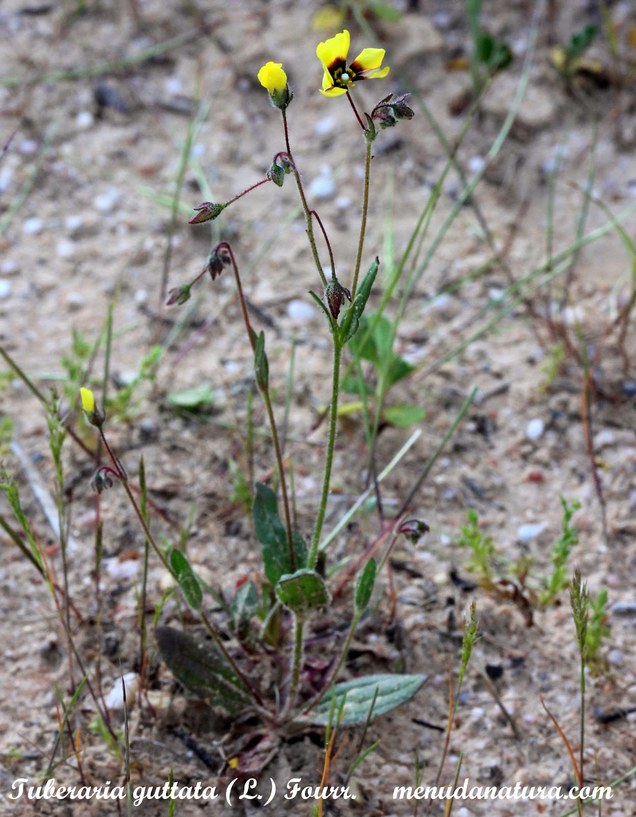 Menuda Natura: Tuberaria guttata (L.) Fourr.