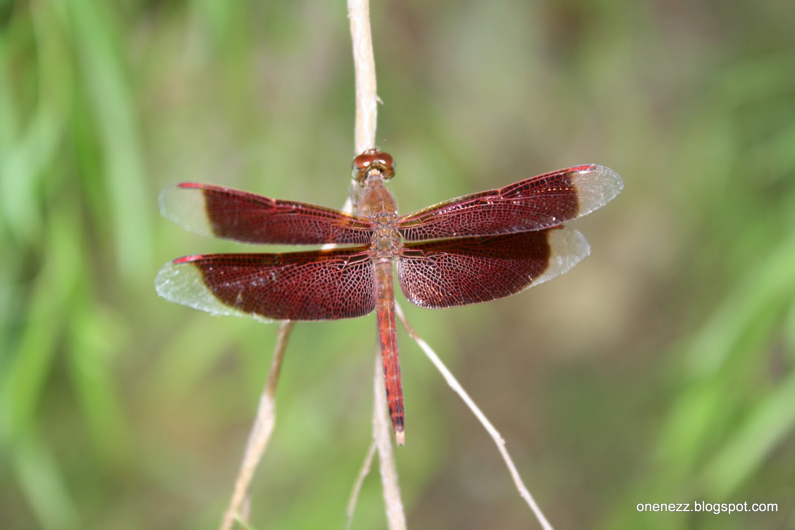 Tropical Nature Photos: Red Dragonfly