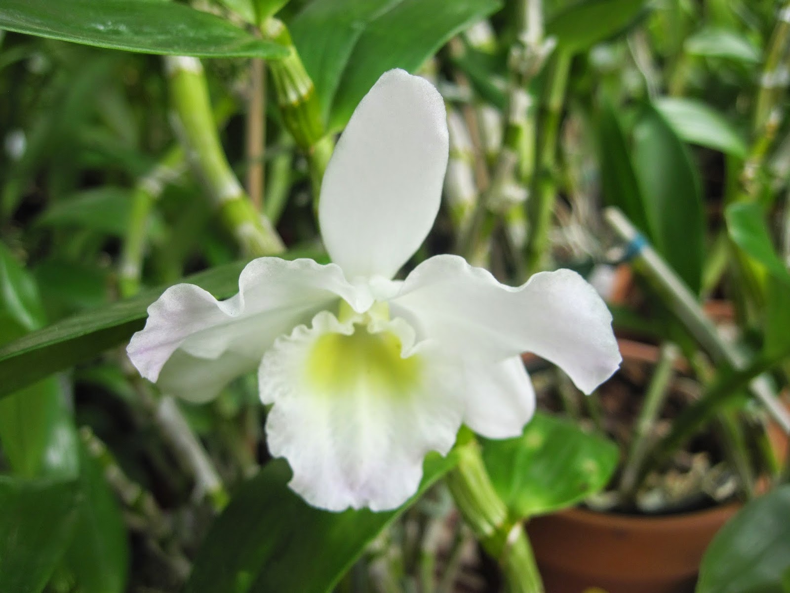 Umpqua Orchid Society: Summer Happenings