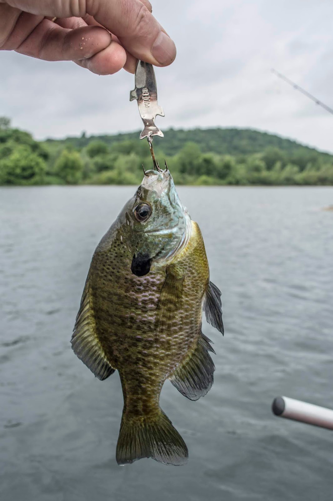 Fishing in New Jersey: Tilcon Lake Buzzbait and Worm Action