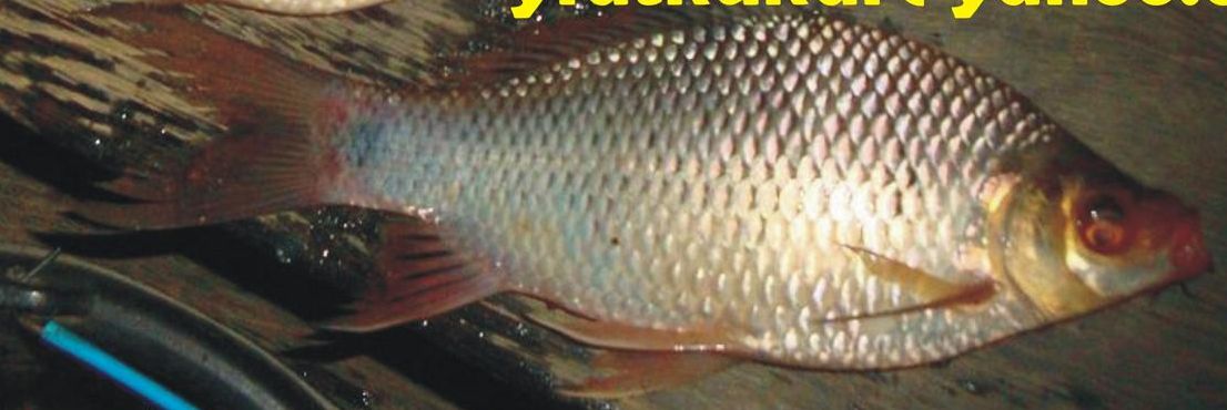Ikan Sungai Mahakam: Puyau (Osteochilus hasselti)
