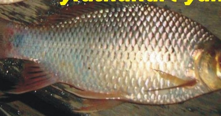 Ikan Sungai Mahakam: Puyau (Osteochilus hasselti)