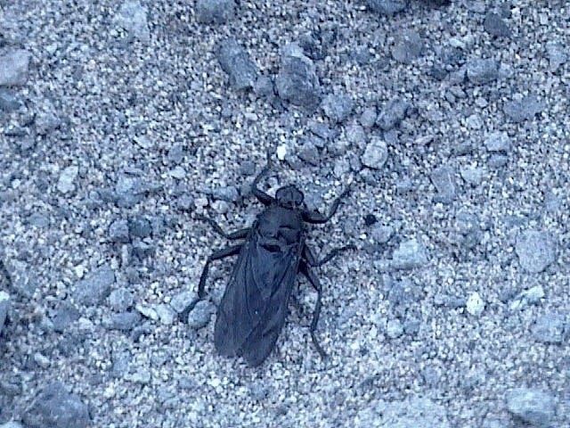 Caminantes del Desierto: LAS MOSCAS COJONERAS