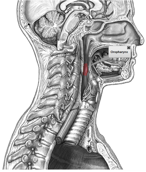 Aparato Respiratorio (Práctica 1): septiembre 2013