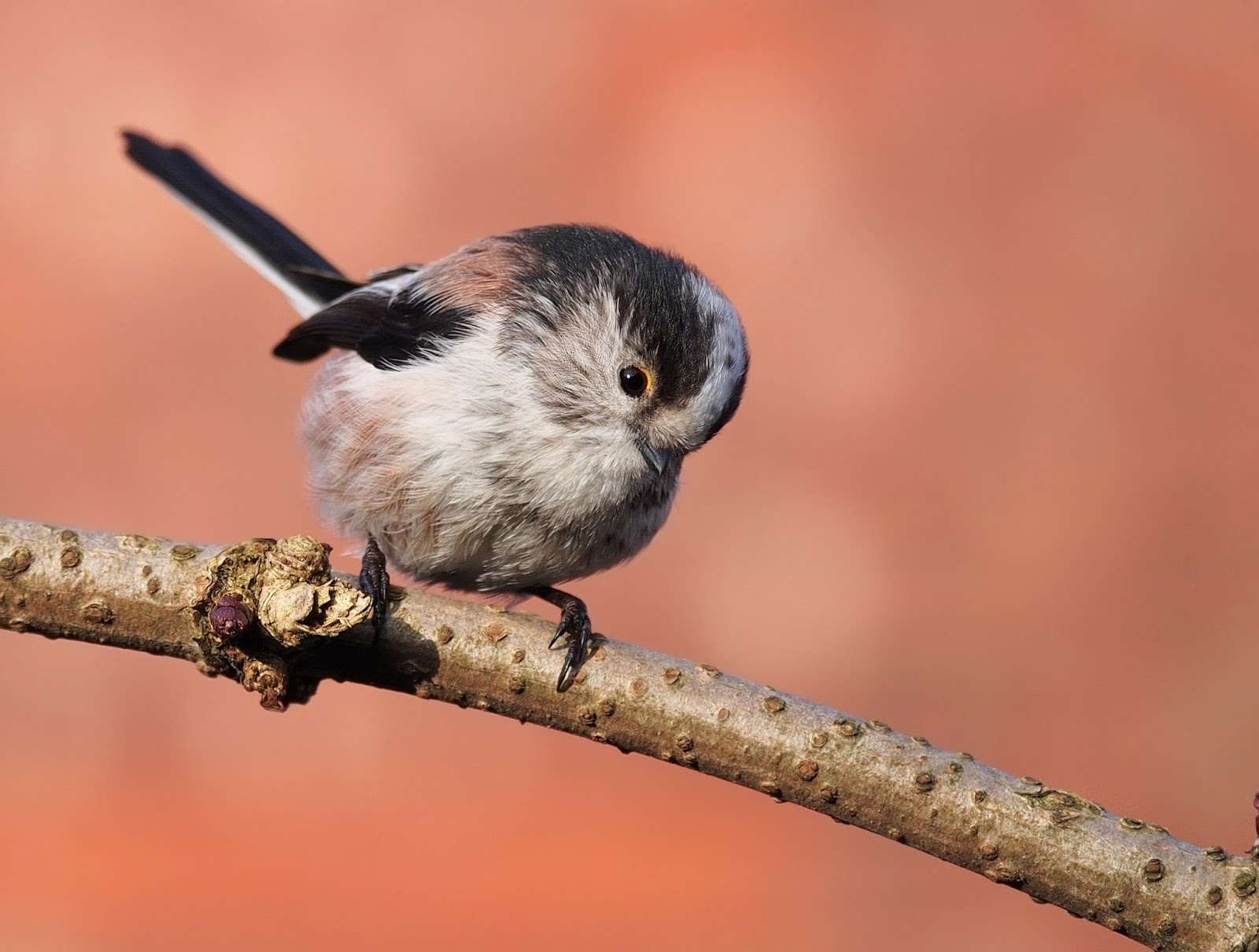Variety of Life: Aegithalidae