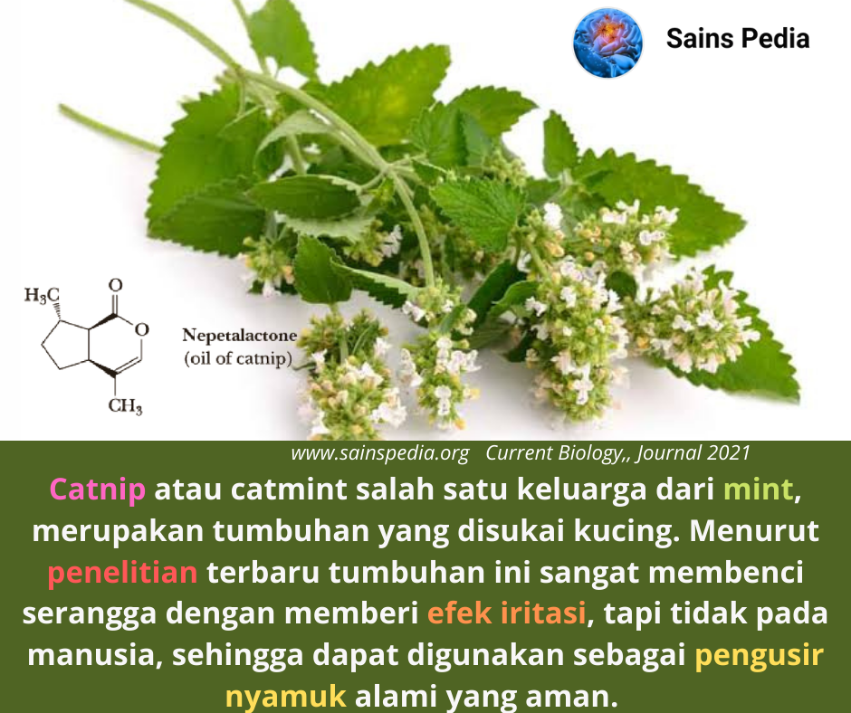 Manfaat Tanaman Catnip Sebagai Insektisida dan Obat Nyamuk - Sains Pedia