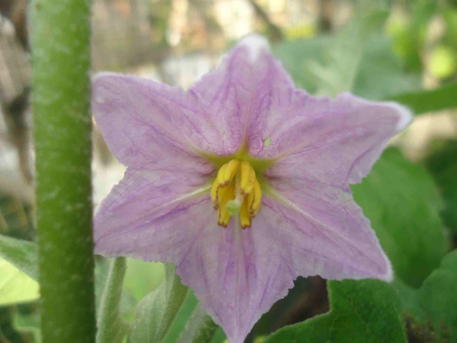 BUNGA TERONG EMAS - Rumah Daun Muda