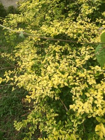 Ligustrum undulatum ‘Lemon Lime and Clippers’ | Pustaka Flora ...