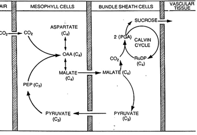 Hatch-Slack (C4) Pathway of CO2 Fixation