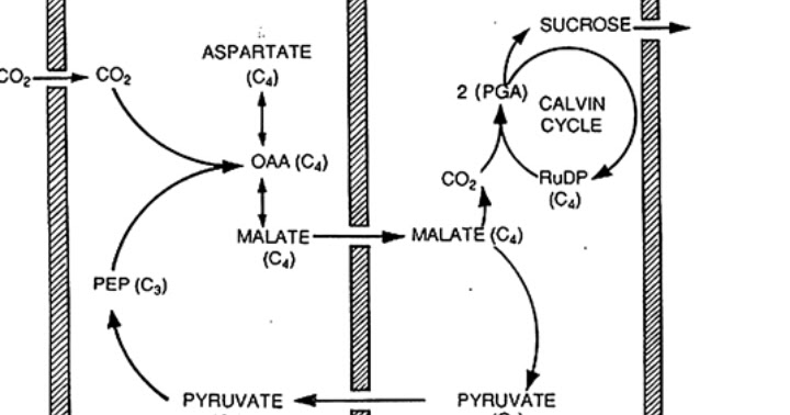 Hatch-Slack (C4) Pathway of CO2 Fixation