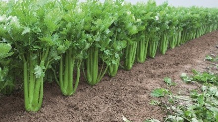 WHEN IS CELERY READY FOR HARVESTING |The Garden of Eaden