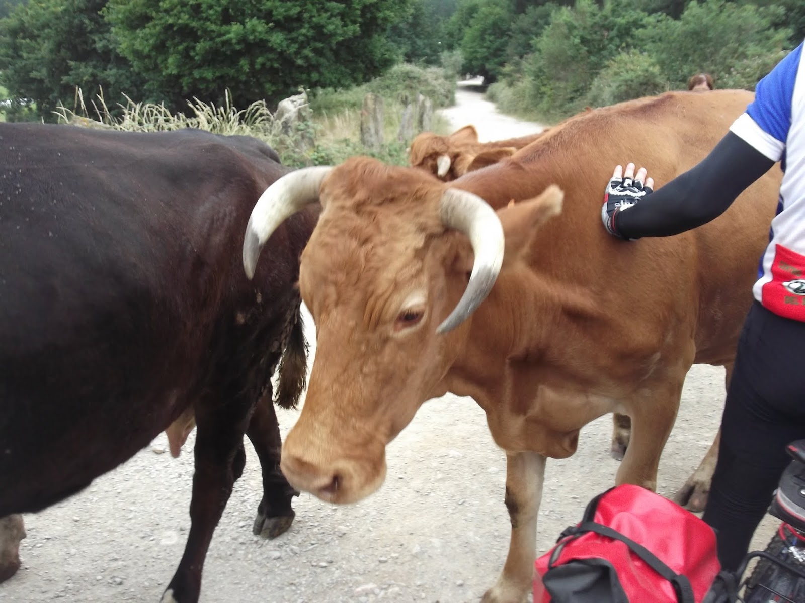 ETAPA 9: Sarria - Melide | Mi Camino de Santiago 2012