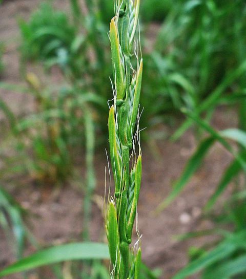 Weeds and Symbolism in Shakespeare Plays | A Shakespeare Garden